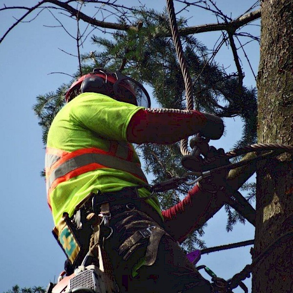 Gallery | Silverback Treeworks Ltd.