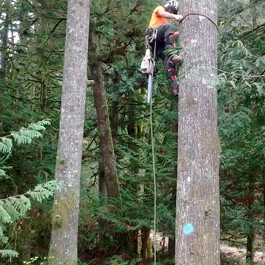 Gallery | Silverback Treeworks Ltd.