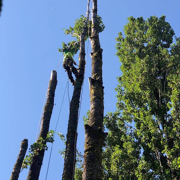 Gallery | Silverback Treeworks Ltd.