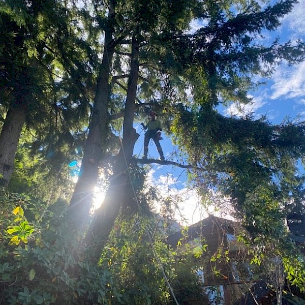 Gallery | Silverback Treeworks Ltd.