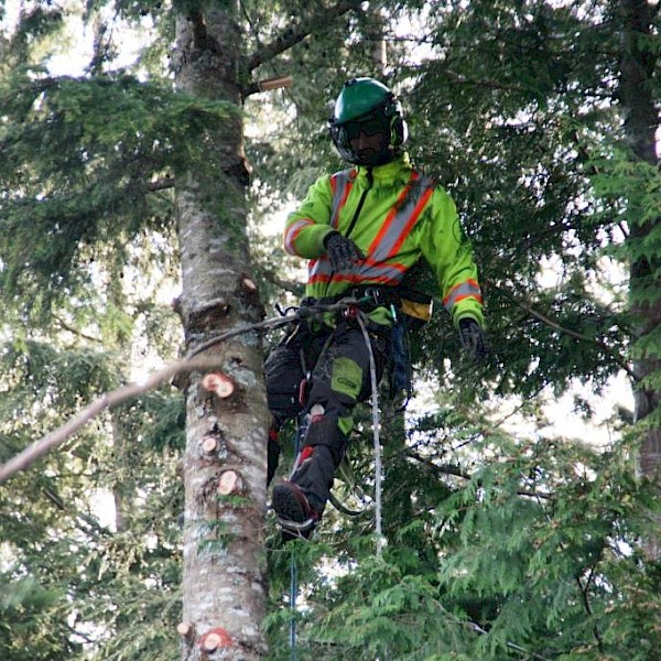 Gallery | Silverback Treeworks Ltd.