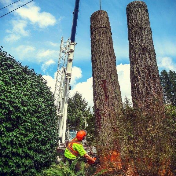 Gallery | Silverback Treeworks Ltd.