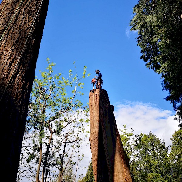 Gallery | Silverback Treeworks Ltd.