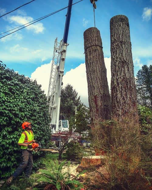 Tree Removal | Silverback Treeworks Ltd.