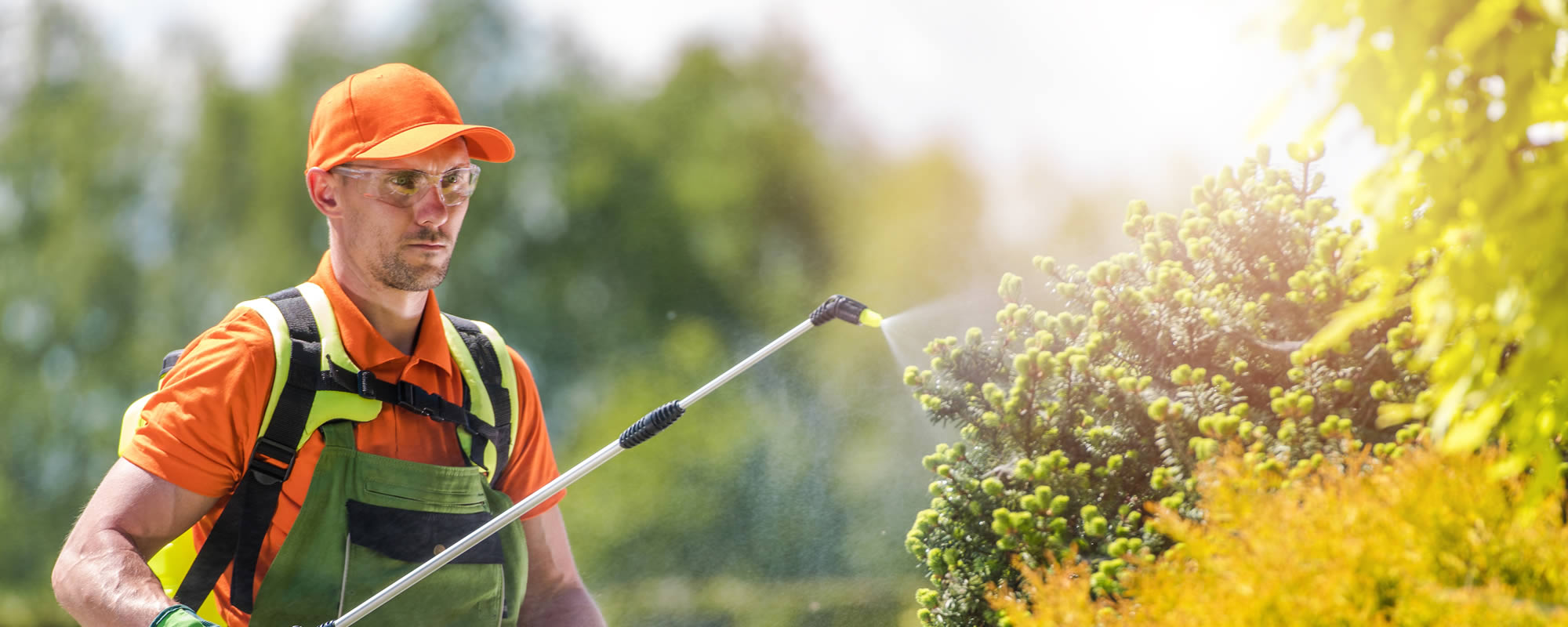 Plant Health Care | Silverback Treeworks Ltd.